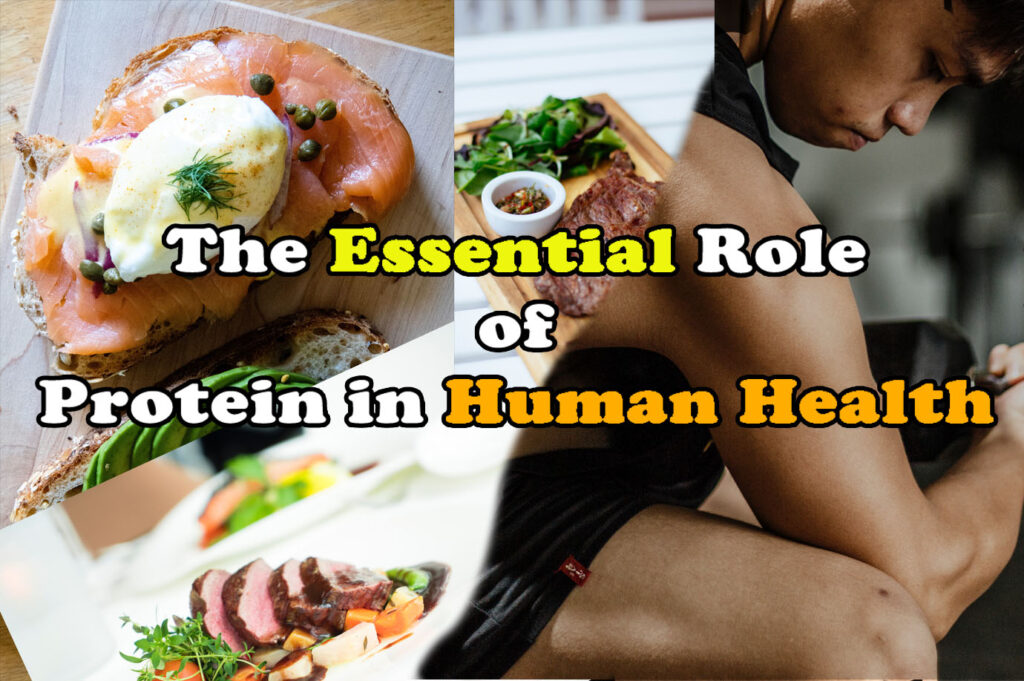 The Essential Role of Protein in Human Health - FitLifeHQ